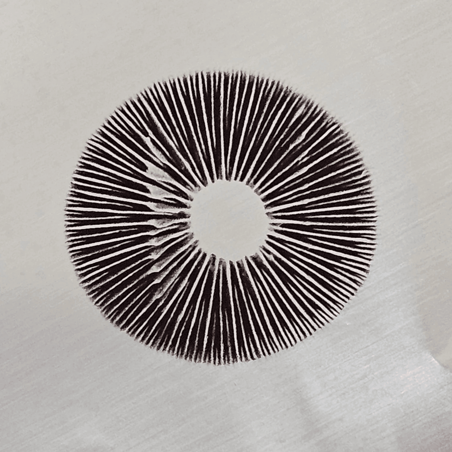 Panaeolus Cyanescens Peace River, FL Spore Print | Panaeolus Co-op