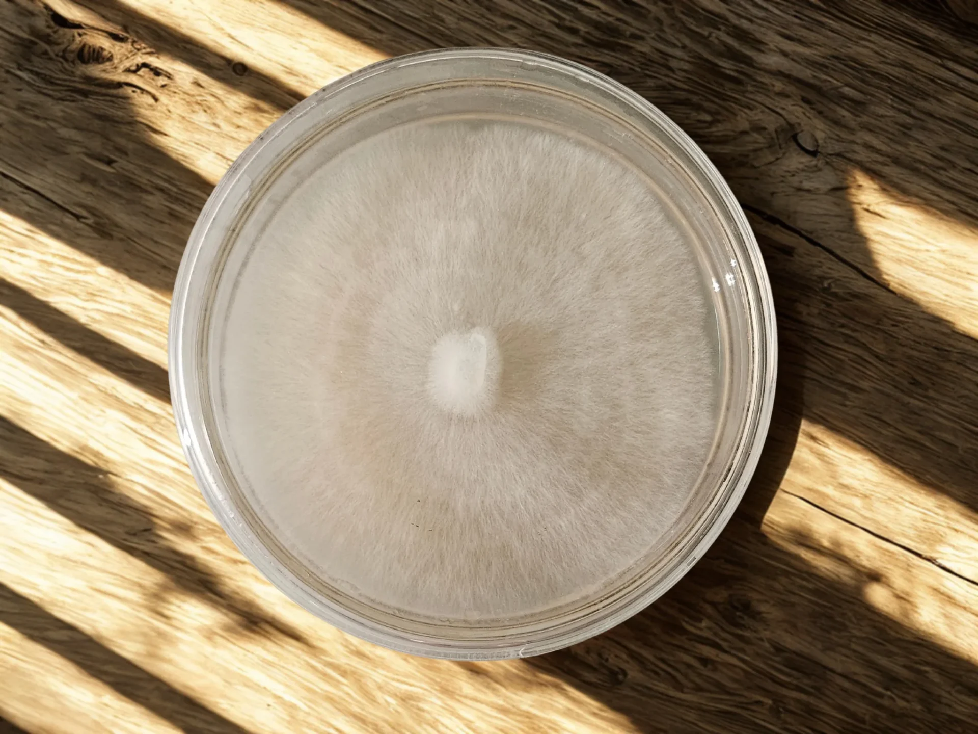 The Best Agar Recipe For Growing Panaeolus Cyanescens